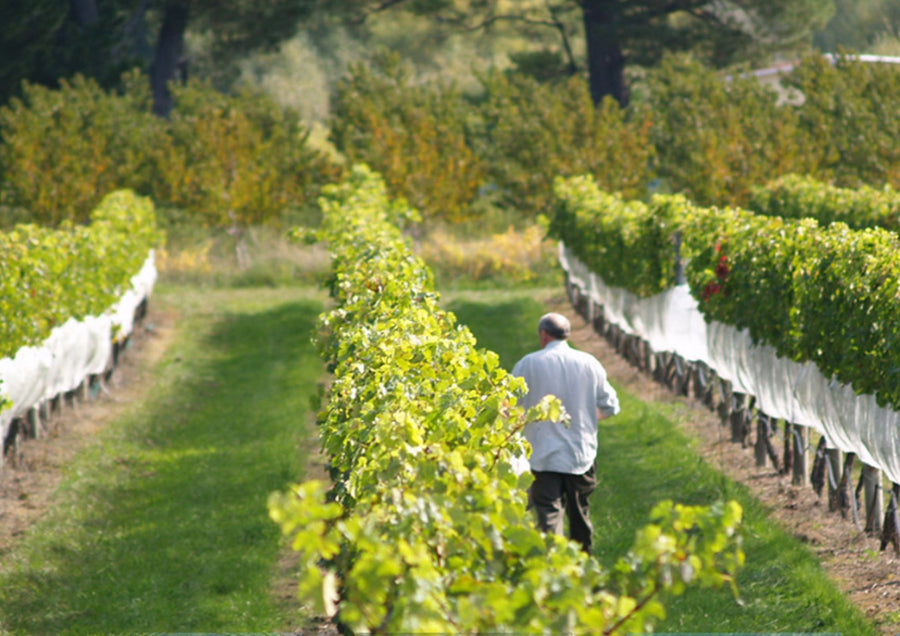 Welcome to Brookfields Vineyards - Hawke's Bay