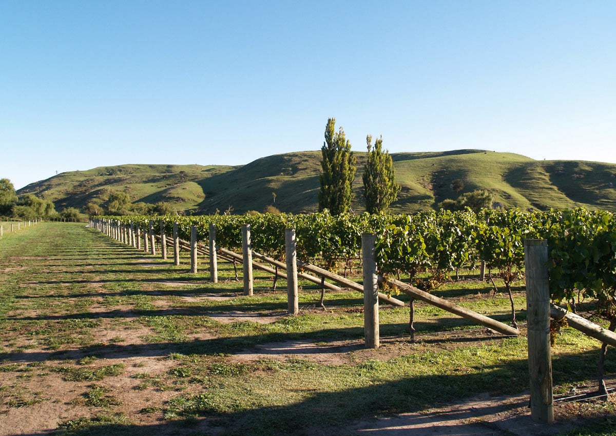 Welcome to Brookfields Vineyards - Hawke's Bay